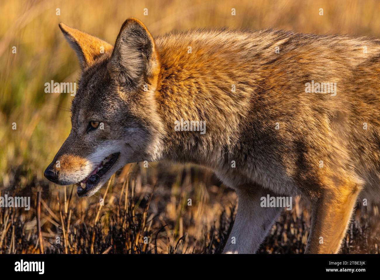 A Coyote hunting at the San Luis National Wildlife refuge in the ...