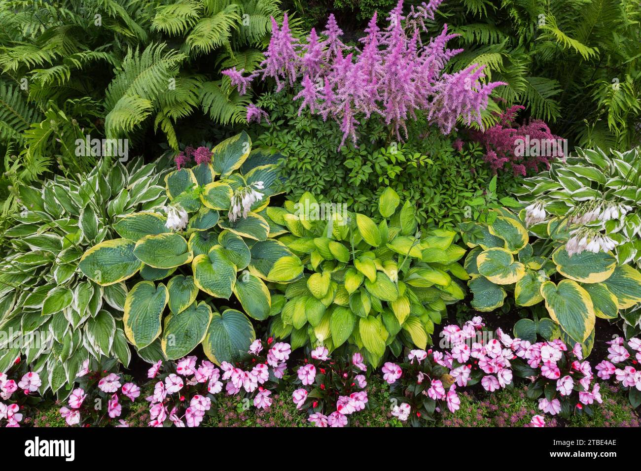 Hostas and ferns hi-res stock photography and images - Alamy