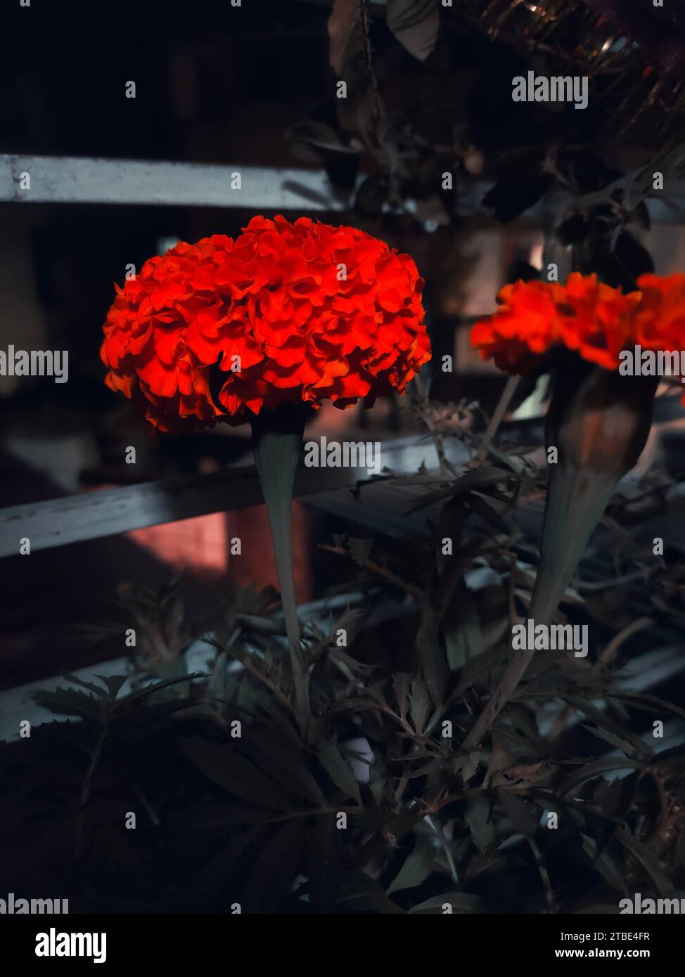 A collection of illuminated flowers in the foreground of a secure and ...