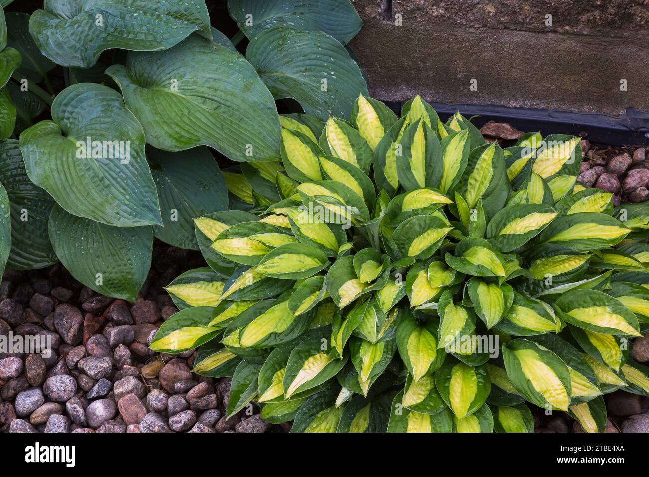 Greenish border hi-res stock photography and images - Alamy