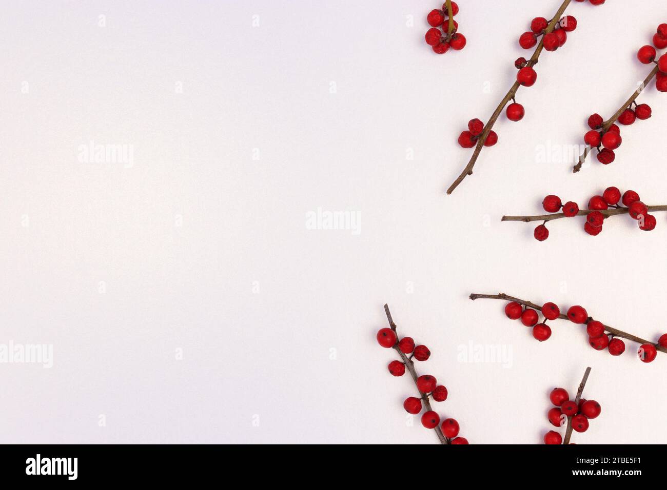 Branches of red winterberry scattered on a silver glittering background ...