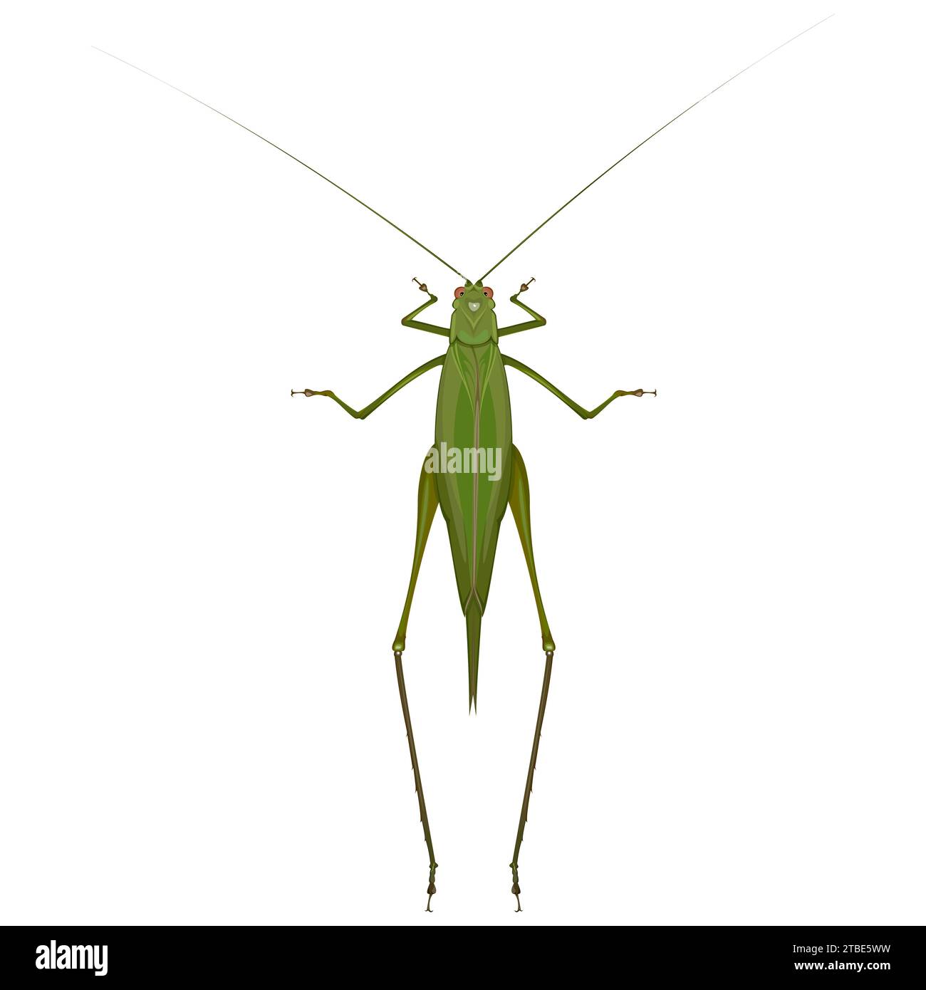 Grasshopper vector vectors hi-res stock photography and images - Alamy