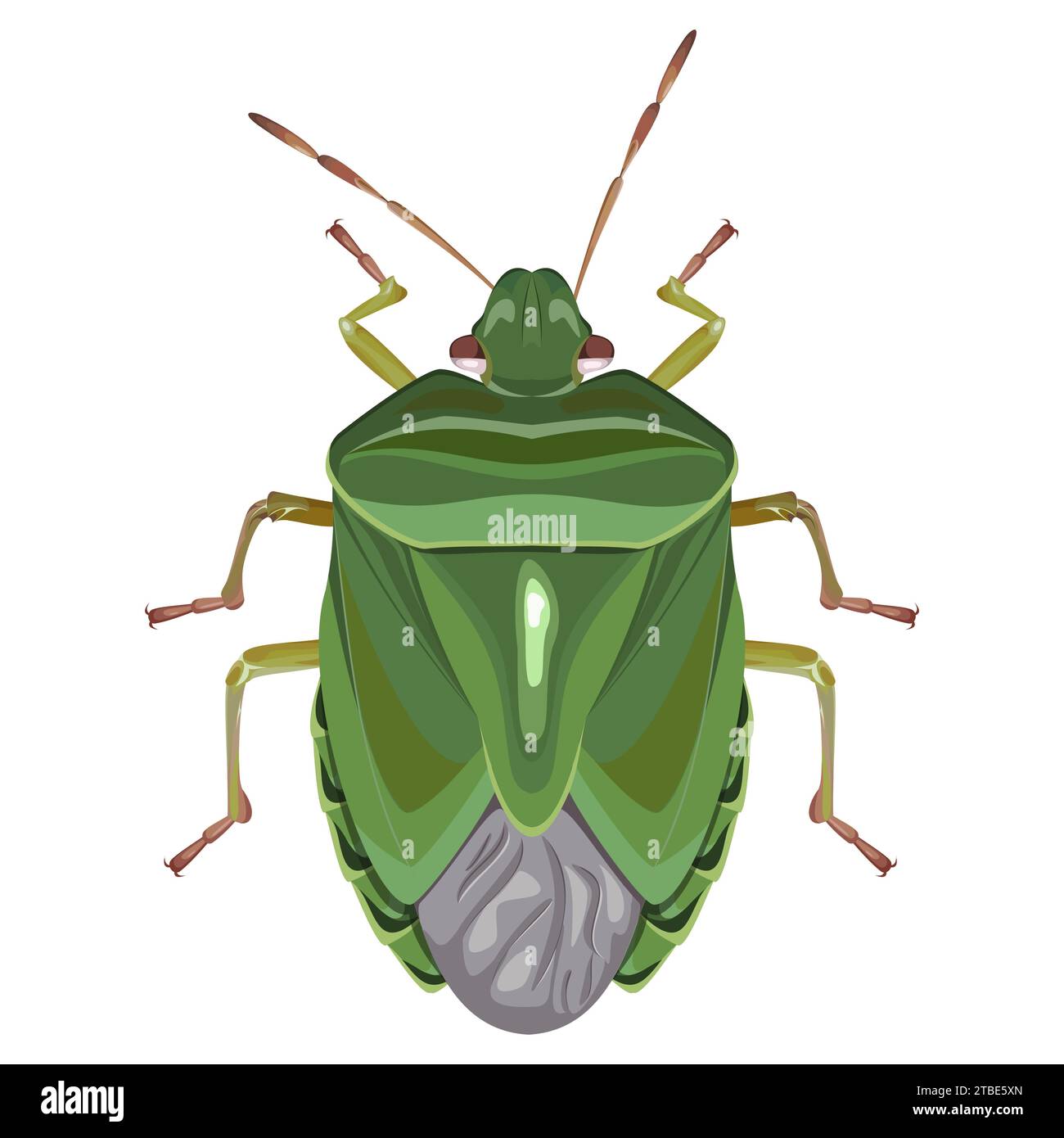Isolated image of a green stink bug on a white background Stock Vector ...