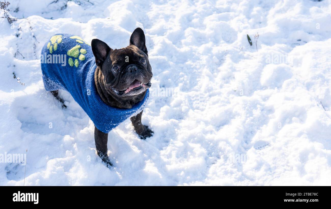 Pies Buldog francuski na spacerze w niebieskim ubraniu, zimowe klimaty ...