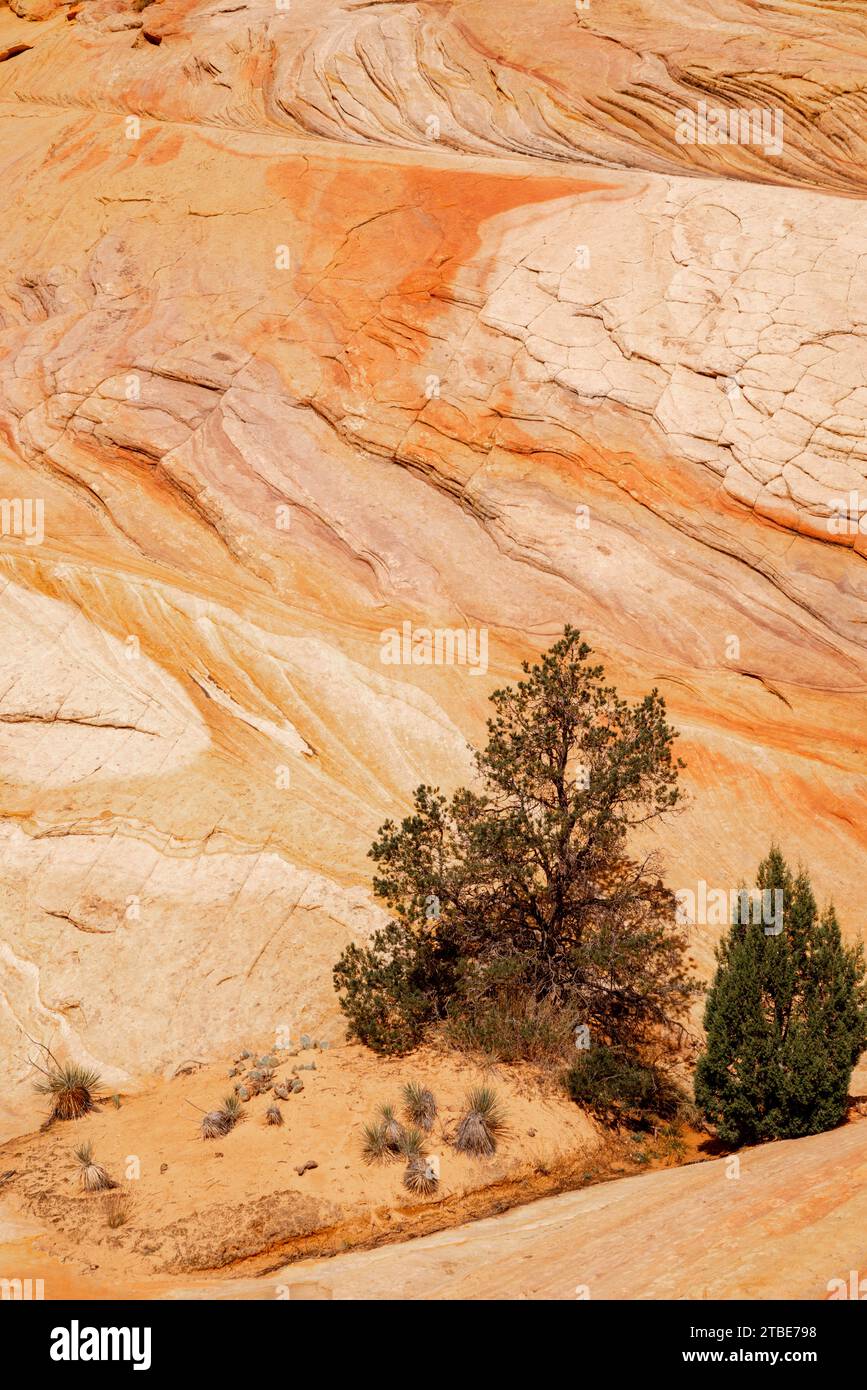 Photograph of the Yellow Rock area, a sandstone hill that's mostly ...