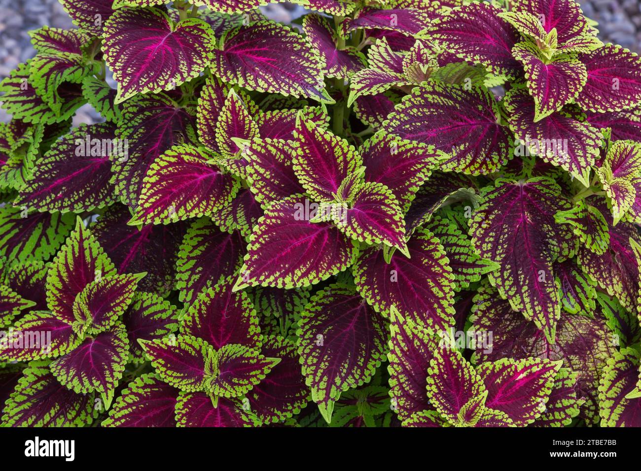 Crimson red and green Solenostemon - Coleus leaves in summer Stock ...