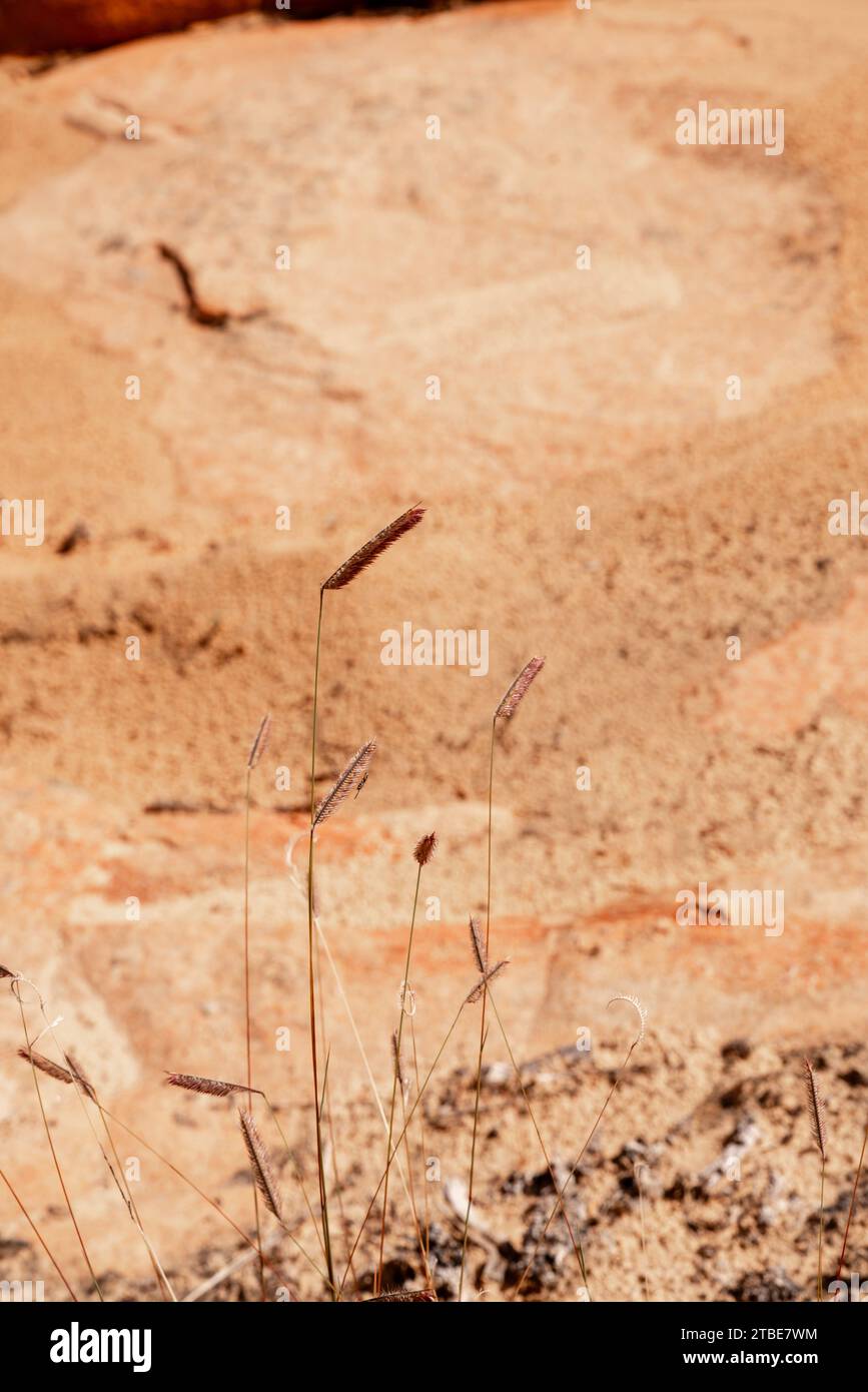 Photograph of blue grama grass (Bouteloua gracilis) at the Yellow Rock ...