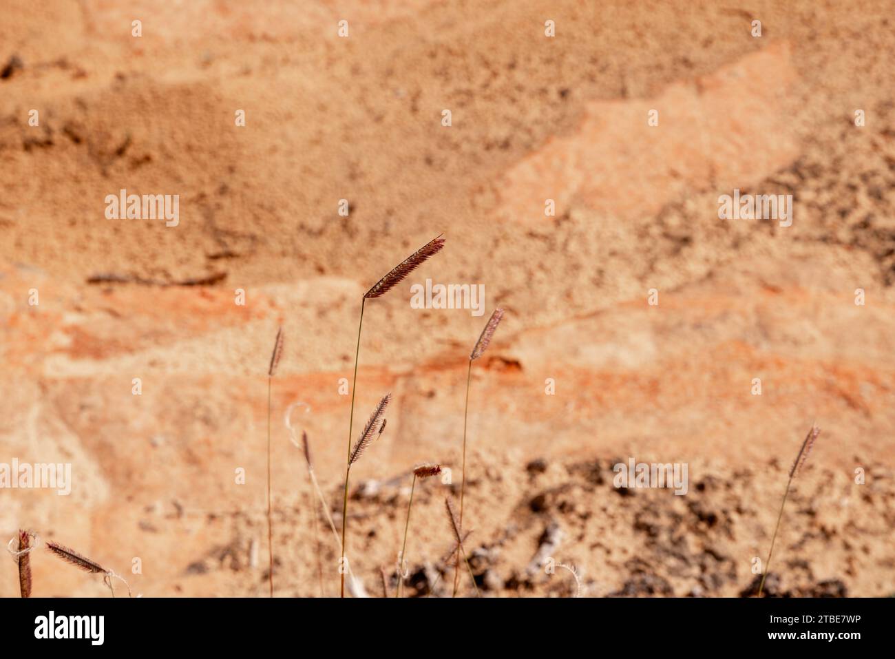 Photograph of blue grama grass (Bouteloua gracilis) at the Yellow Rock ...
