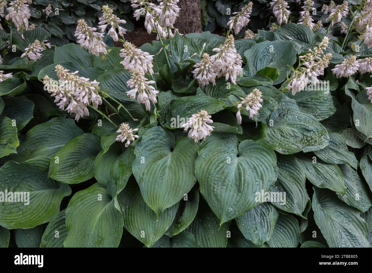 Hosta in full bloom hi-res stock photography and images - Alamy