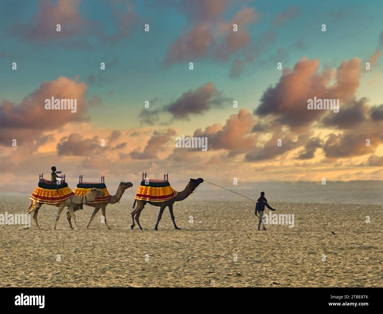 Two men with three camels in desert at sunset, near Varanasi, Uttar ...