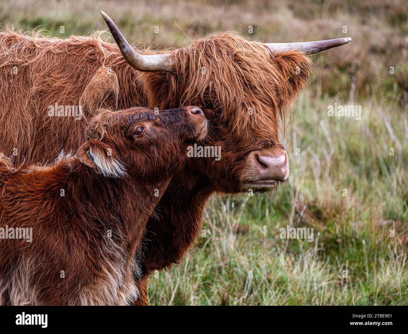 West highland cattle hi-res stock photography and images - Alamy