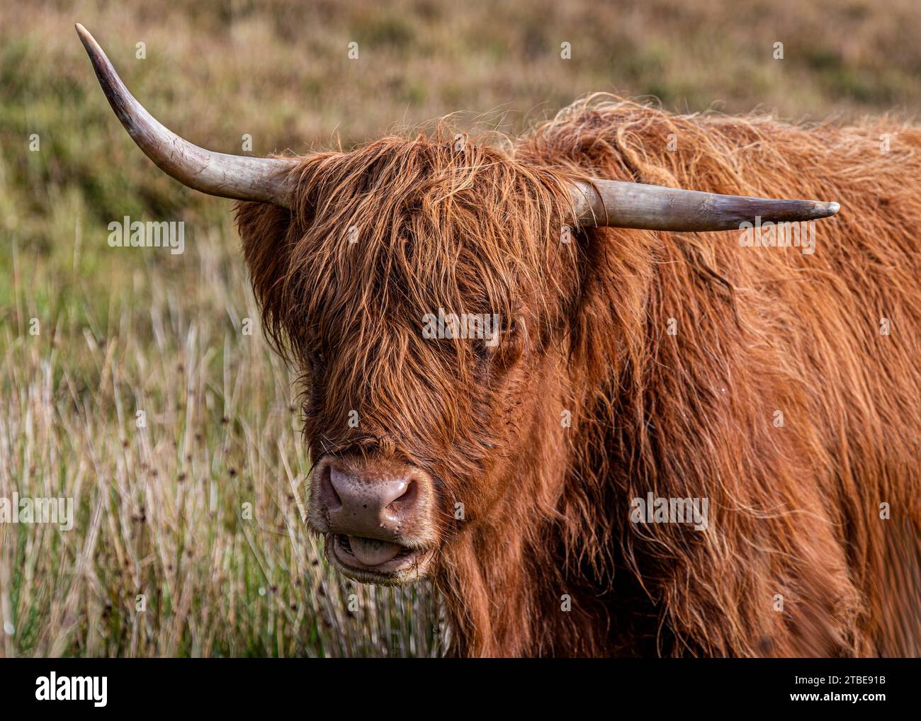 West highland cattle hi-res stock photography and images - Alamy
