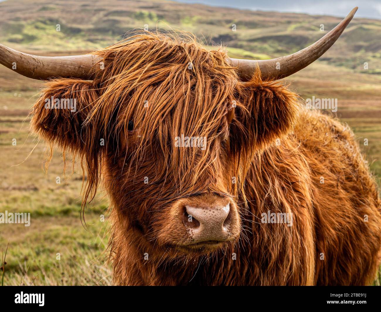 West highland cattle hi-res stock photography and images - Alamy