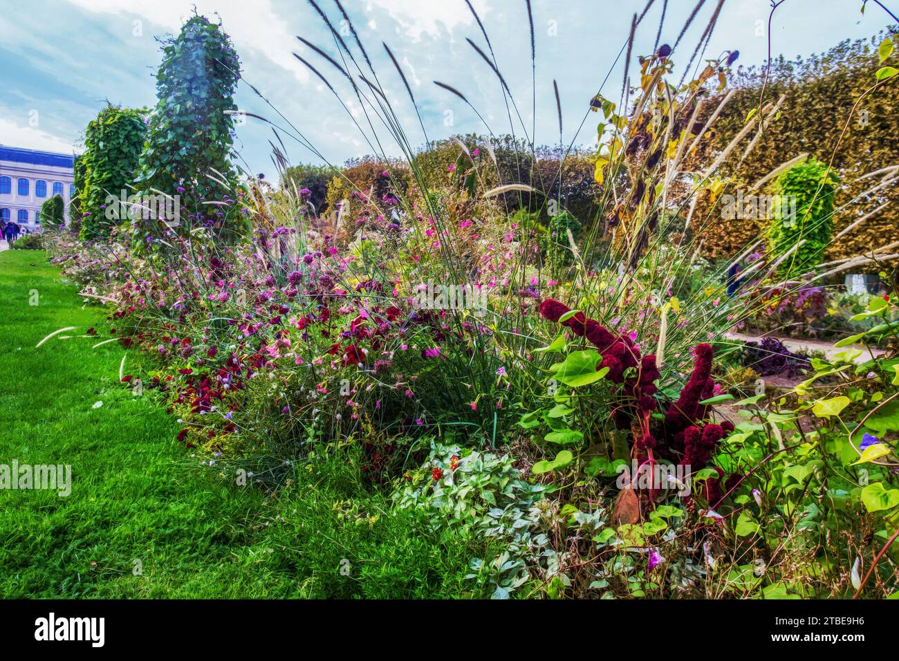 Amazing Red amaranth flowers and dianthus carthusianorum flowers and ...