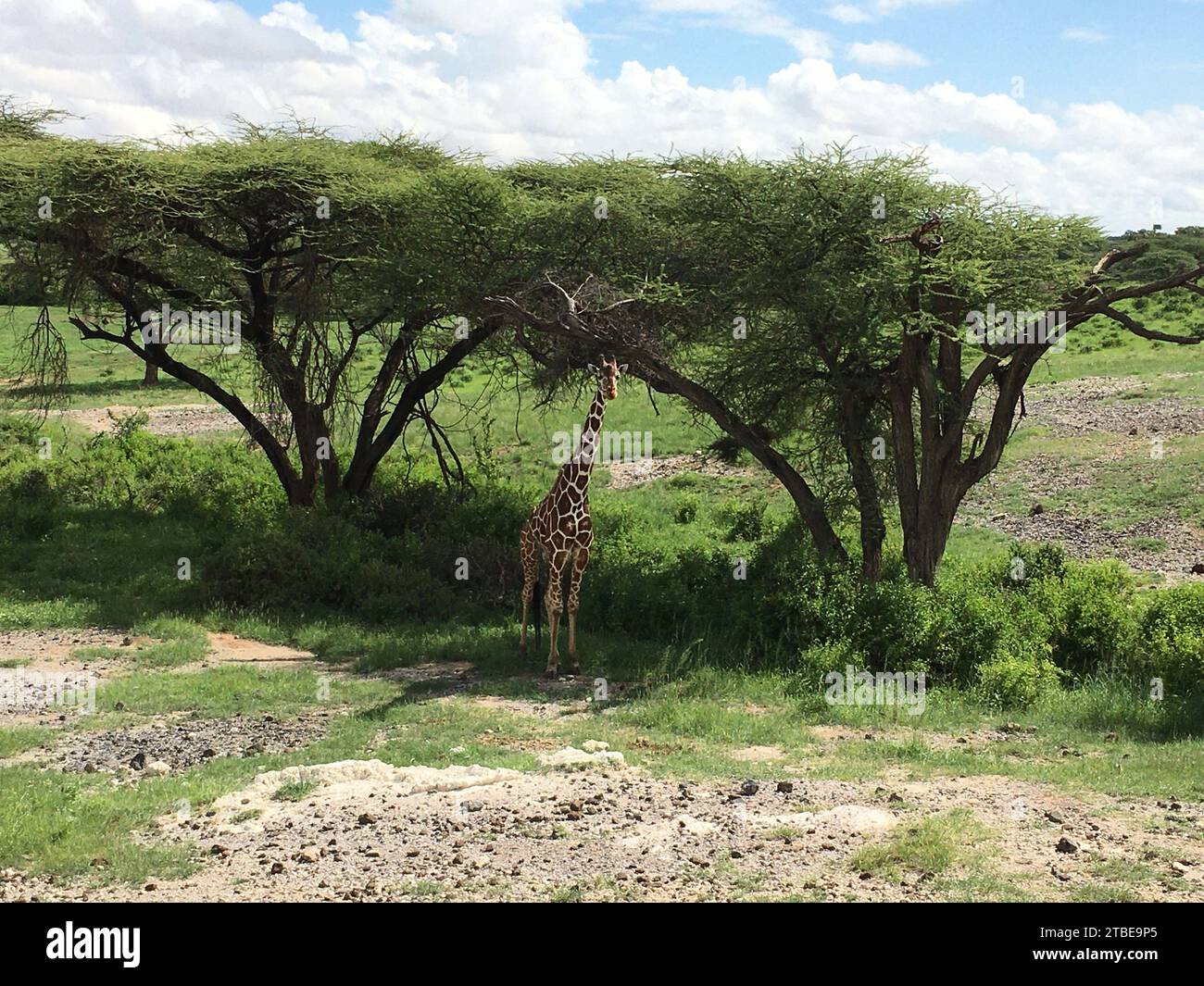 A beautiful giraffe stands on the grass of a wide open savanna ...
