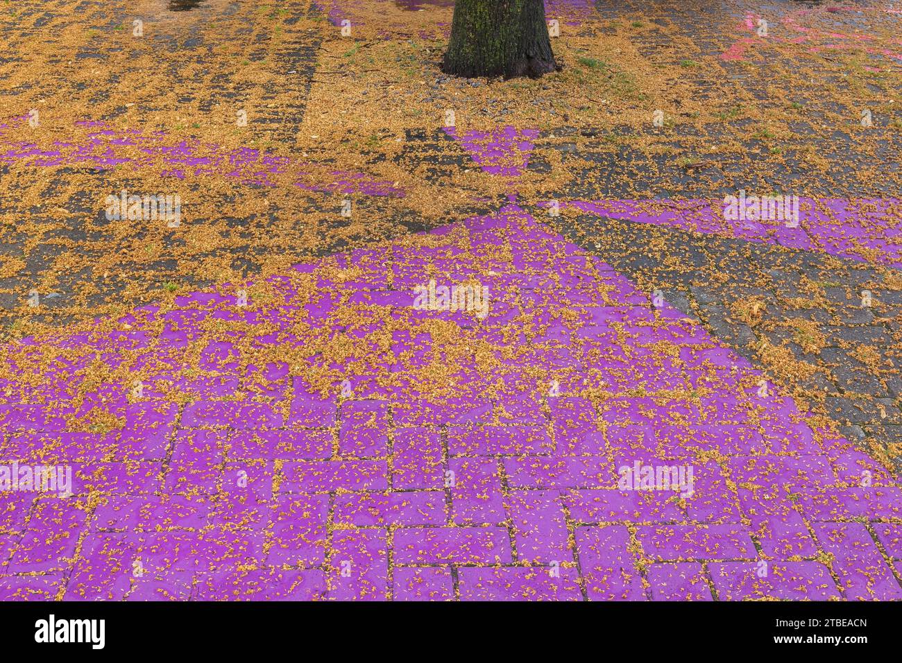 Purple painted paving stones covered with fallen shedded deciduous tree ...
