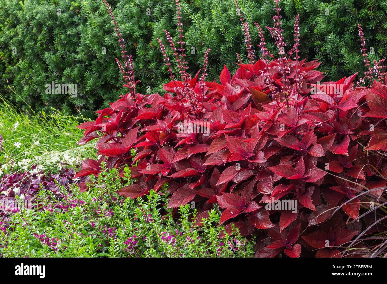 Coleus plant border hi-res stock photography and images - Alamy