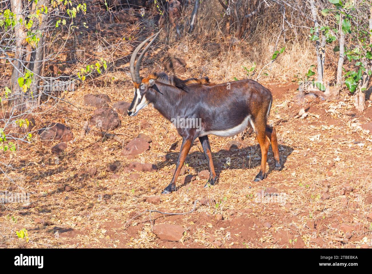 A Sable Antelope Browsing a River Shore Along the Chobe River in ...