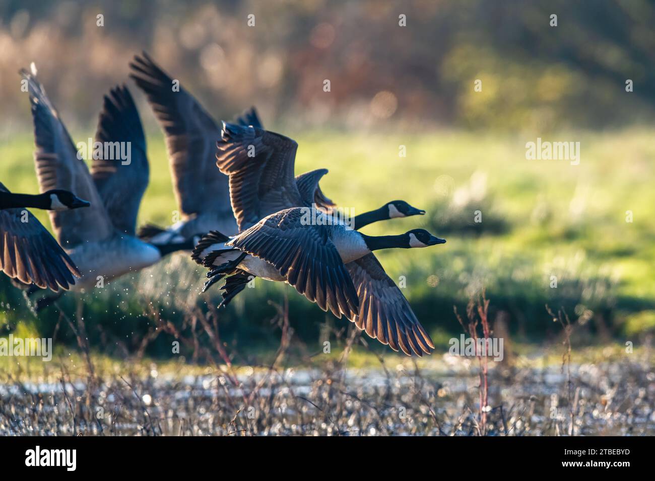 Canada Goose, Branta canadensis birds in flight over Marshes at winter ...