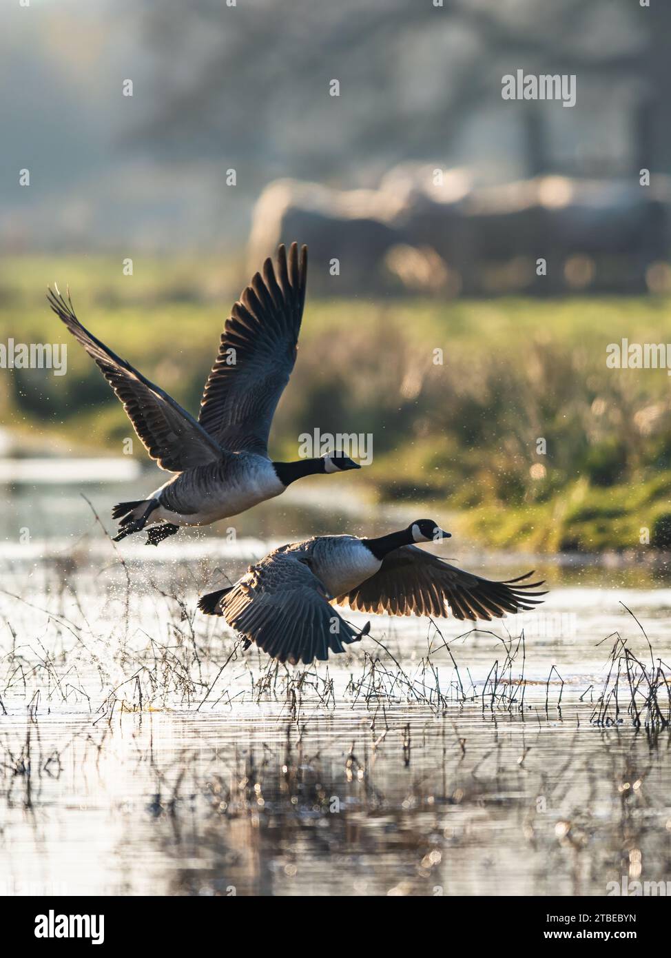 Canada Goose, Branta canadensis birds in flight over Marshes at winter ...