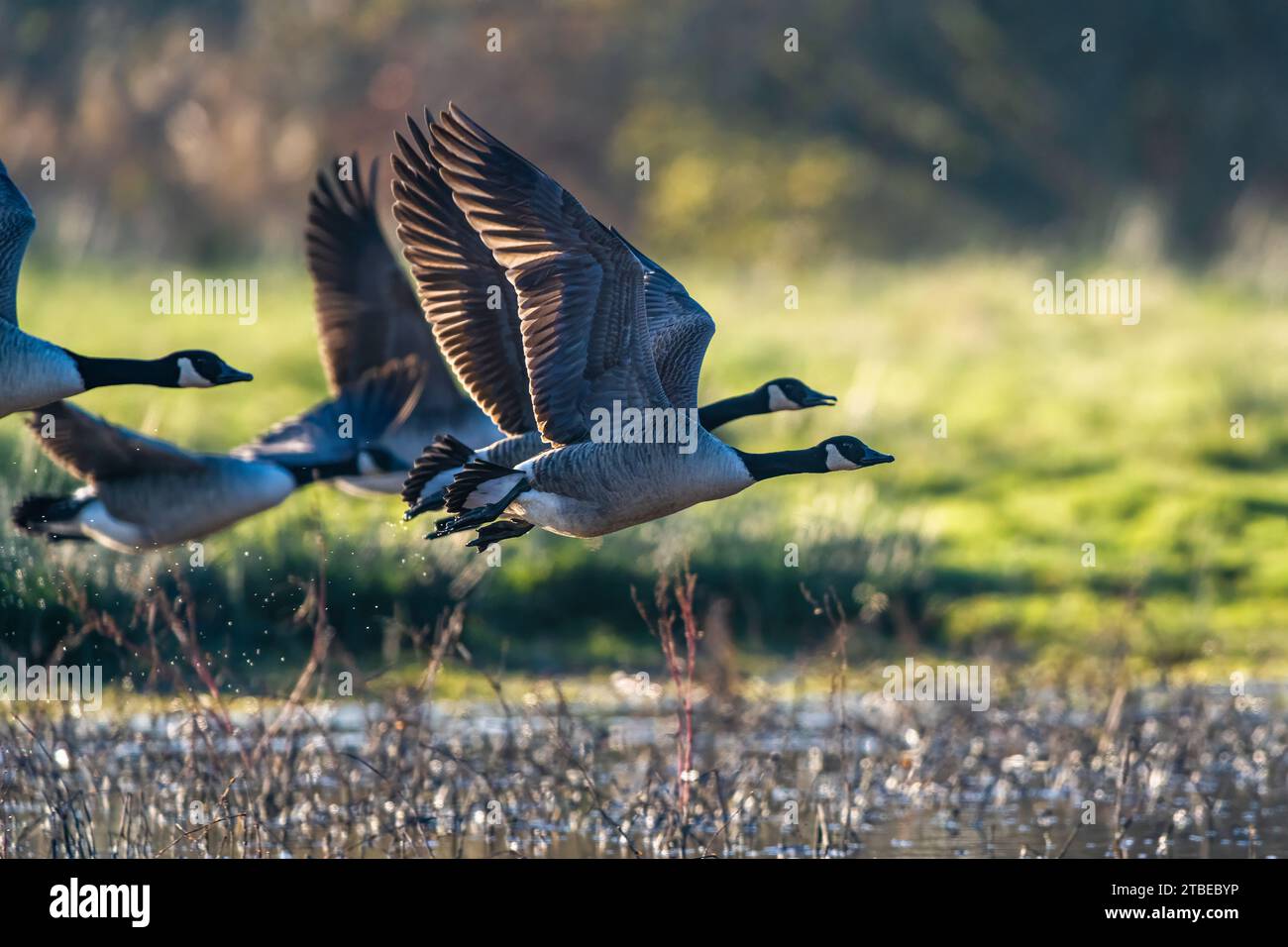 Canada Goose, Branta canadensis birds in flight over Marshes at winter ...