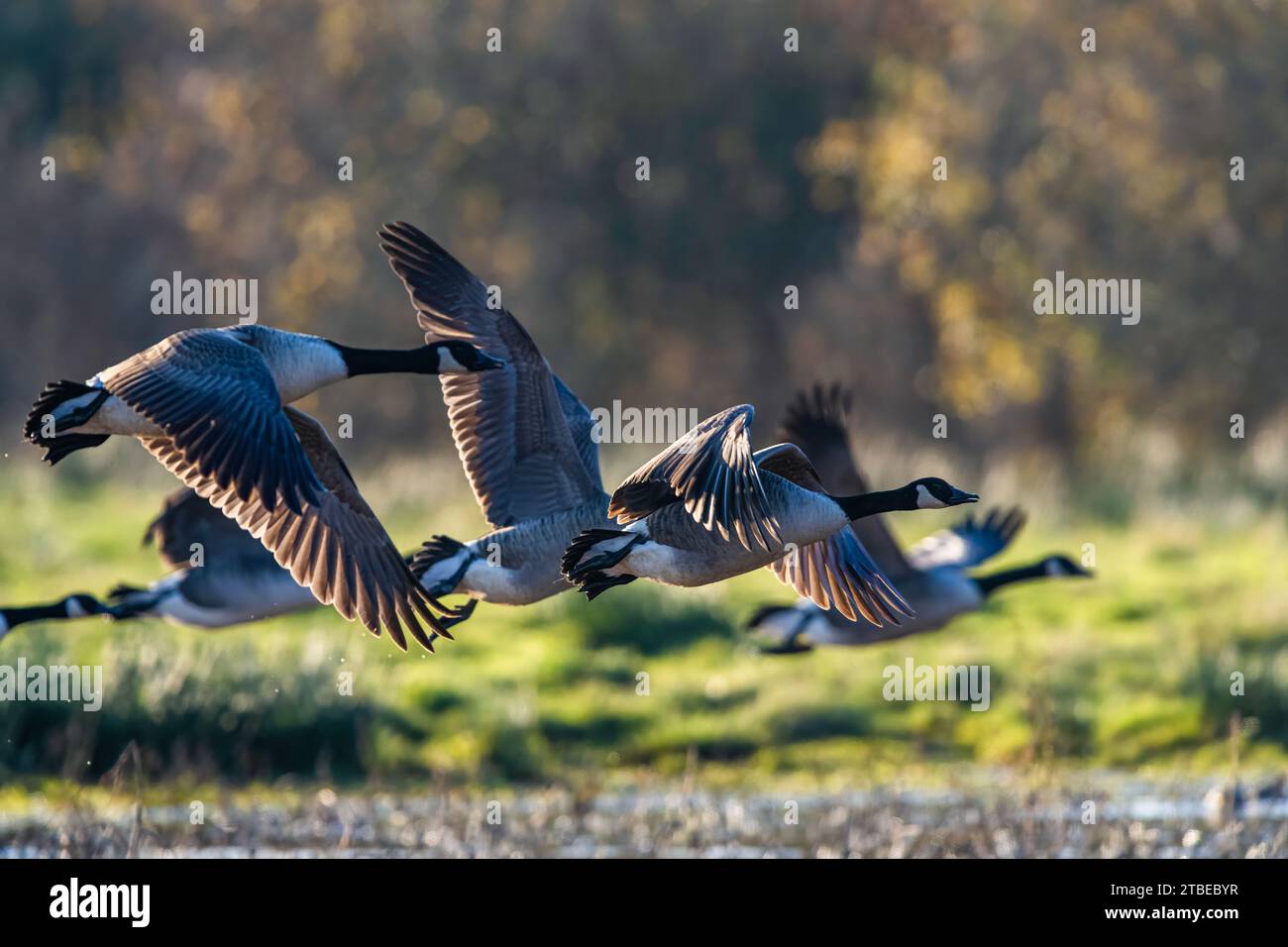 Canada Goose, Branta canadensis birds in flight over Marshes at winter ...
