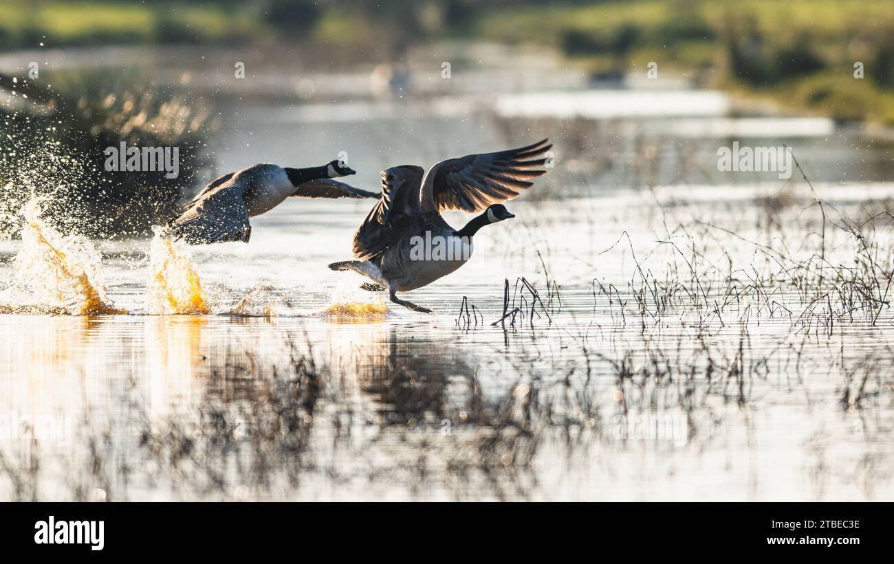 Canada Goose, Branta canadensis birds in flight over Marshes at winter ...