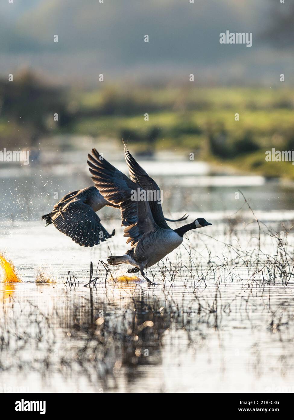 Canada Goose, Branta canadensis birds in flight over Marshes at winter ...