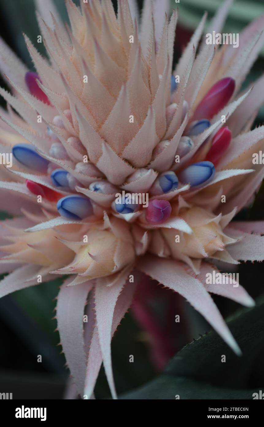 Pink flower detail,Walk in a botanic garden Stock Photo - Alamy