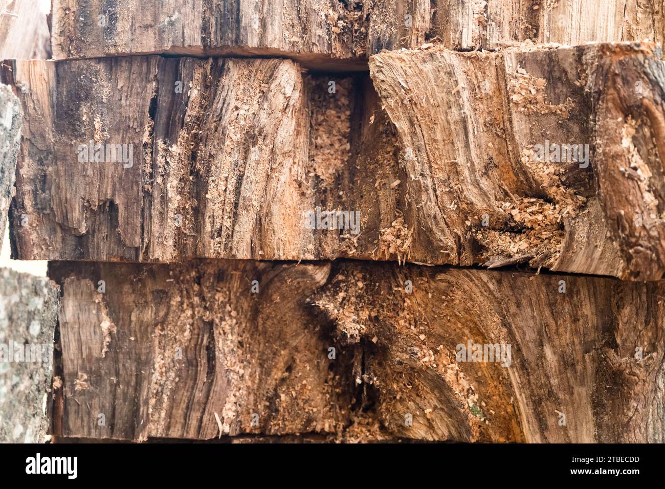 the core of the felled trees laid in the park after the sanitary ...