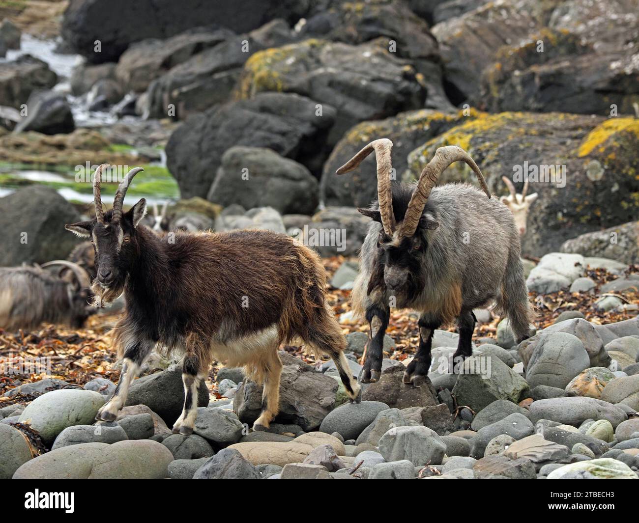 2 two brown feral goats part of herd with rough coat beard & long ...