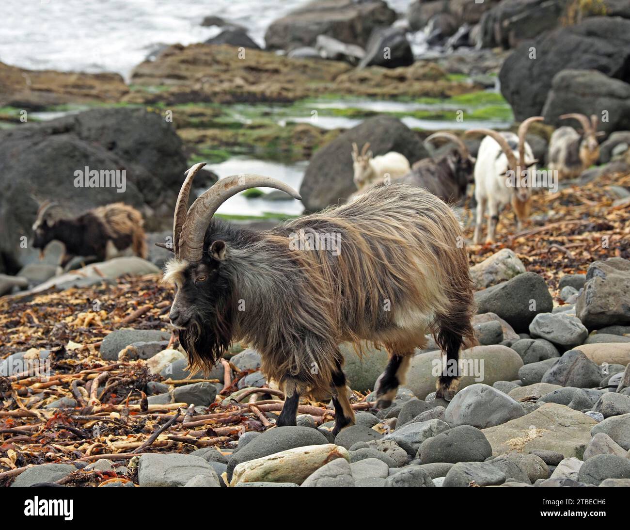 2 two brown feral goats part of herd with rough coat beard & long ...