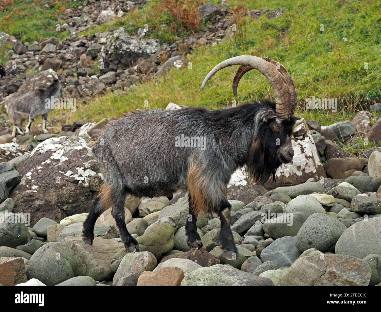 brown feral goat with rough coat beard and long curved horns on rocky ...