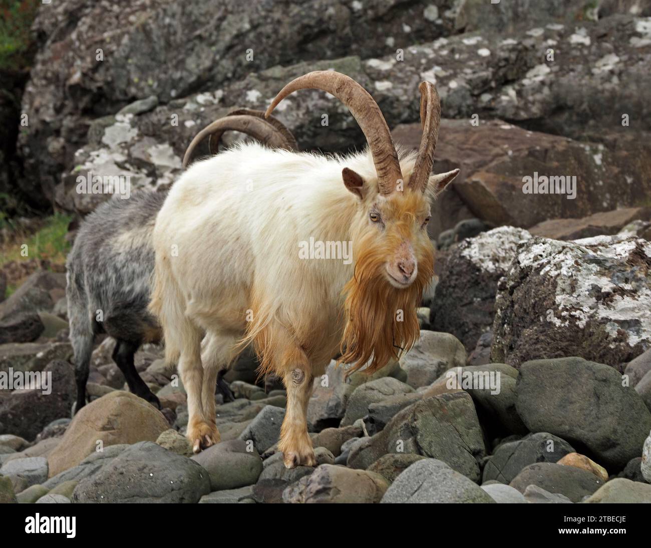 small white feral goat with rough coat, beard and long curved horns on ...
