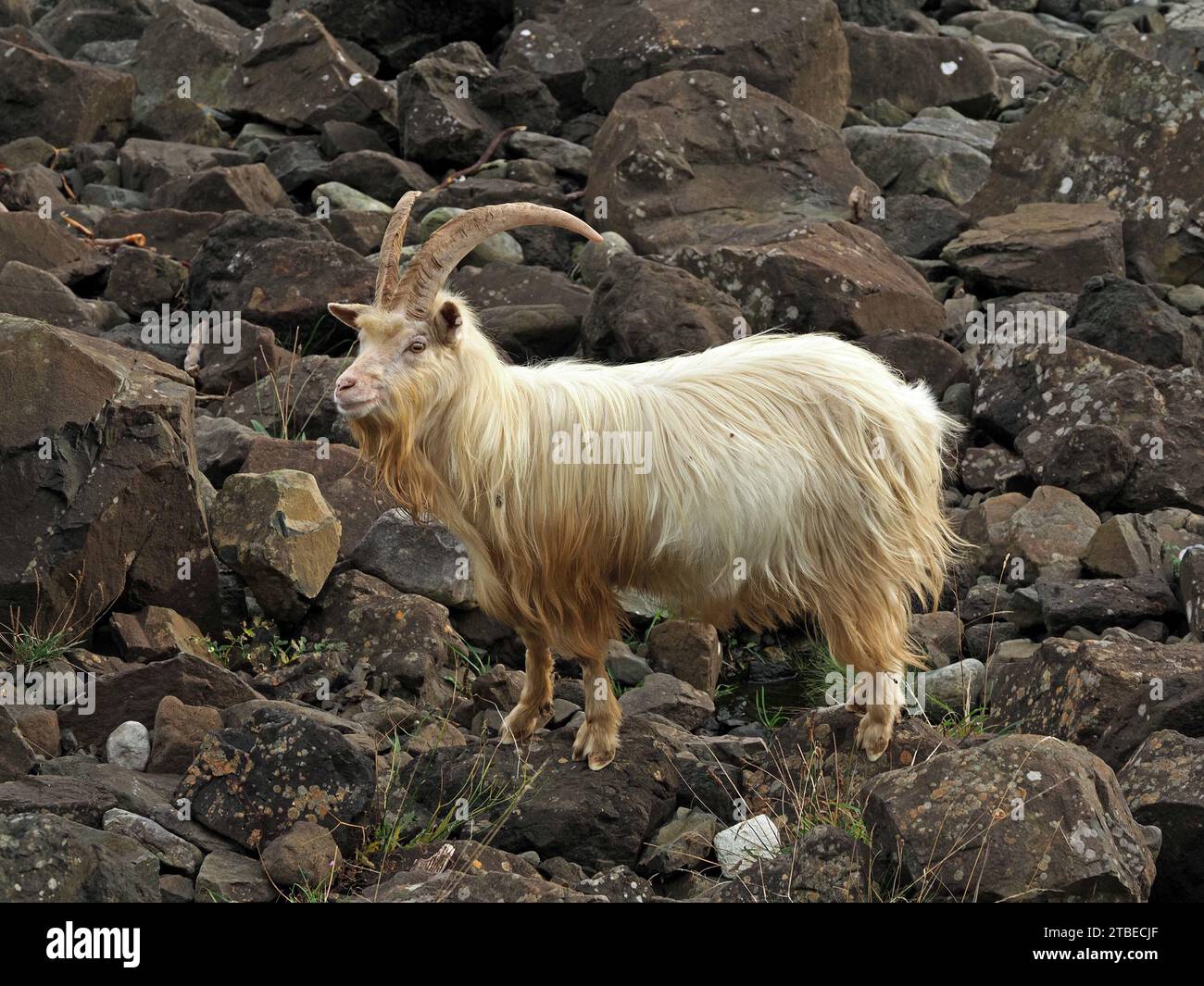 small white feral goat with rough coat, beard and long curved horns on ...