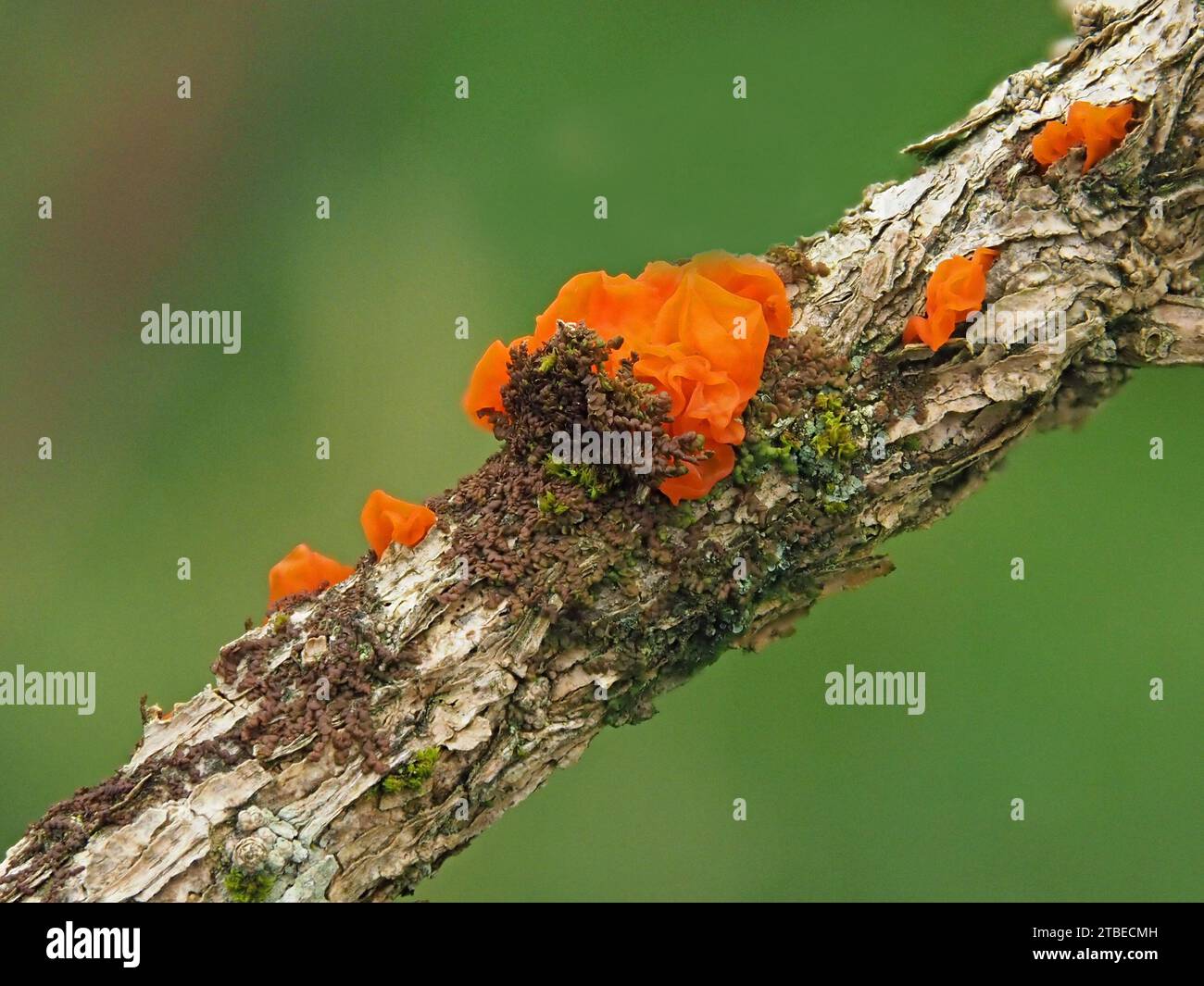 Psora globifera hi-res stock photography and images - Alamy