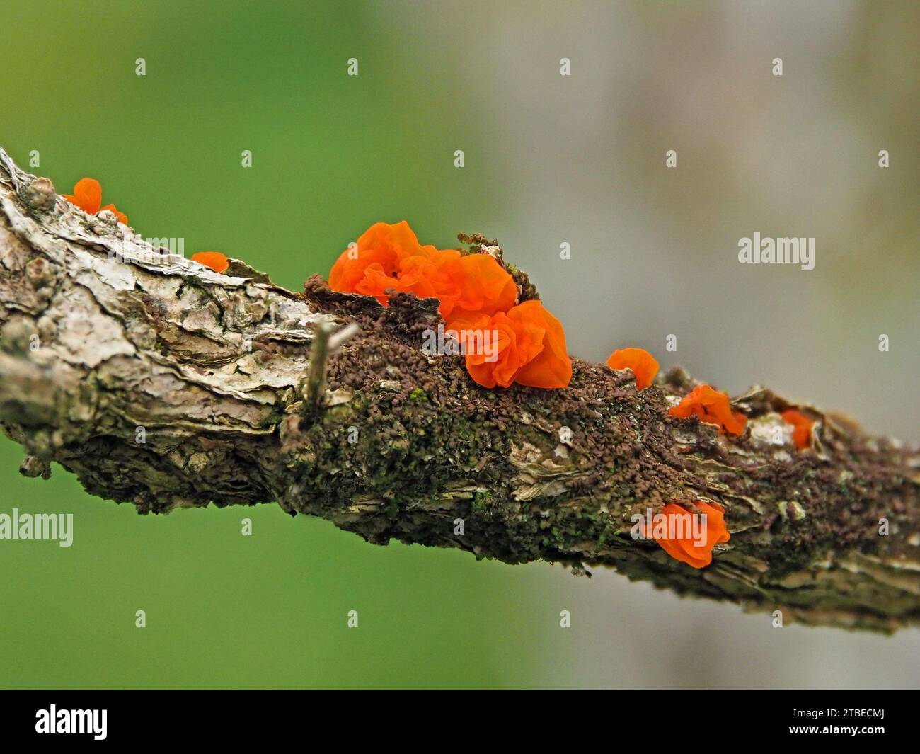Yellow Brain fungus or witches’ butter' (Tremella mesenterica) and ...