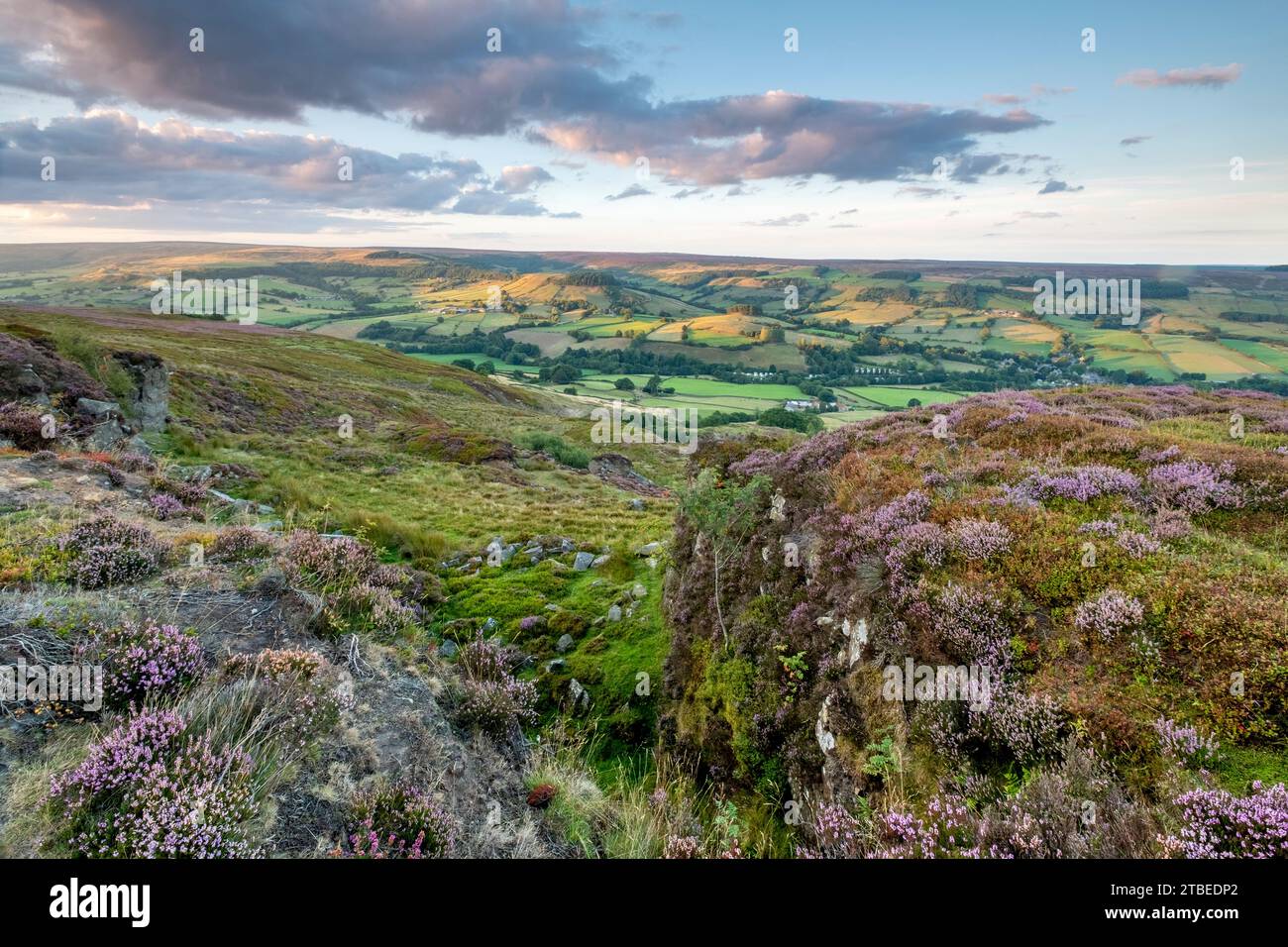 heather on the north york moors looking over Rosedale Stock Photo - Alamy