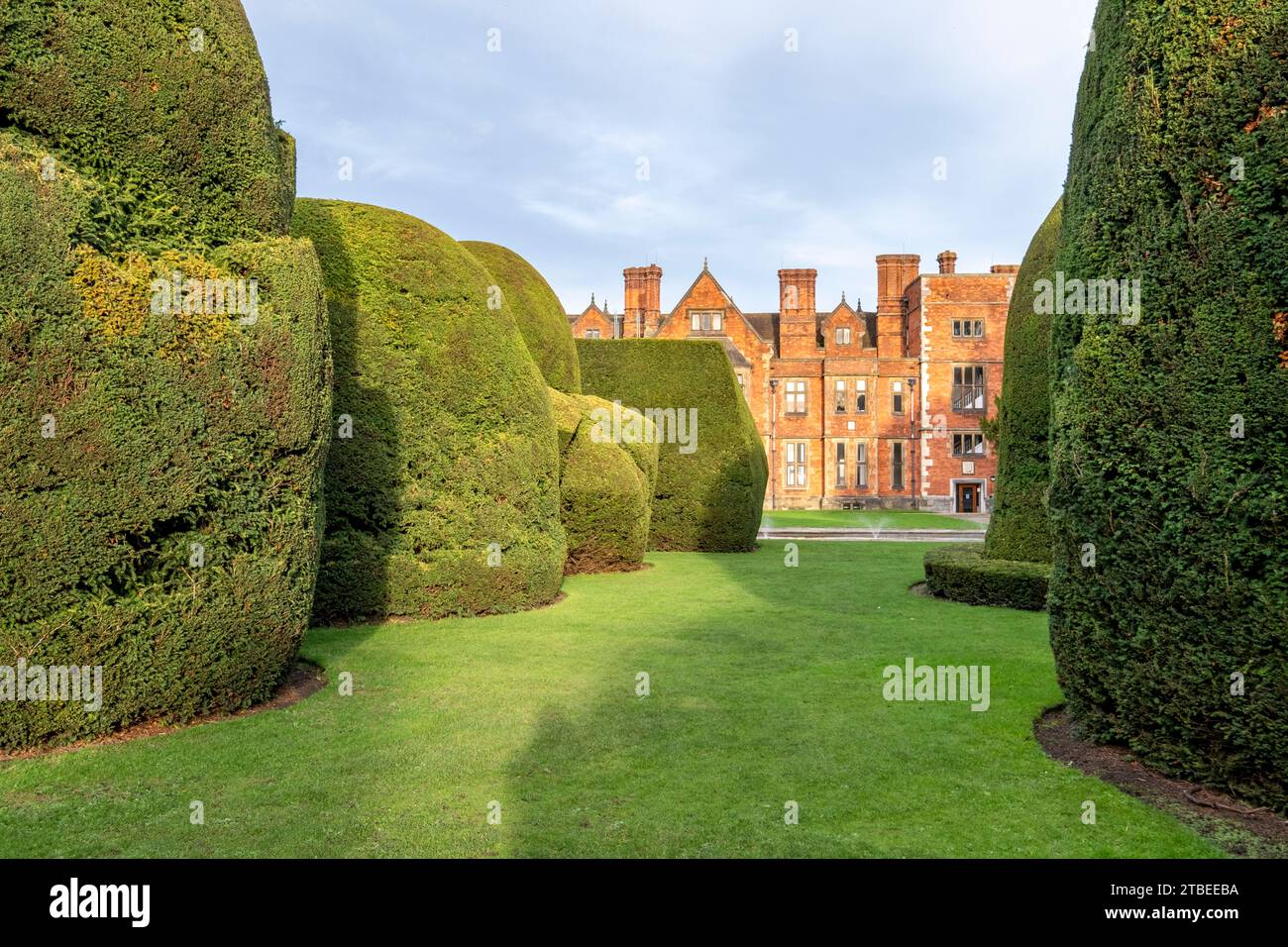 Ancient yew topiary at York University, Heslington Hall Stock Photo - Alamy