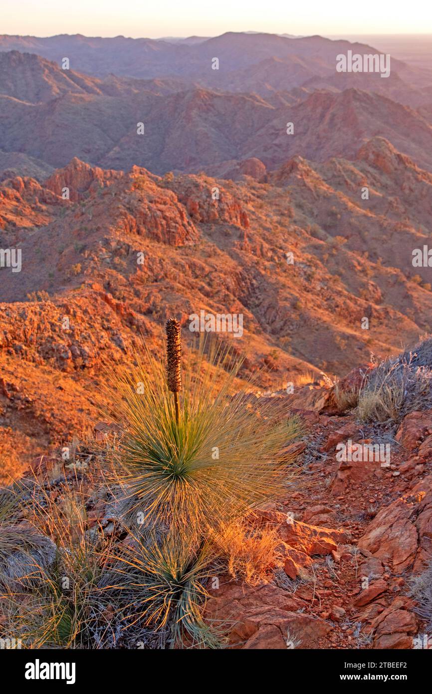 The mountains of Arkaroola Wilderness Sanctuary at sunrise Stock Photo ...