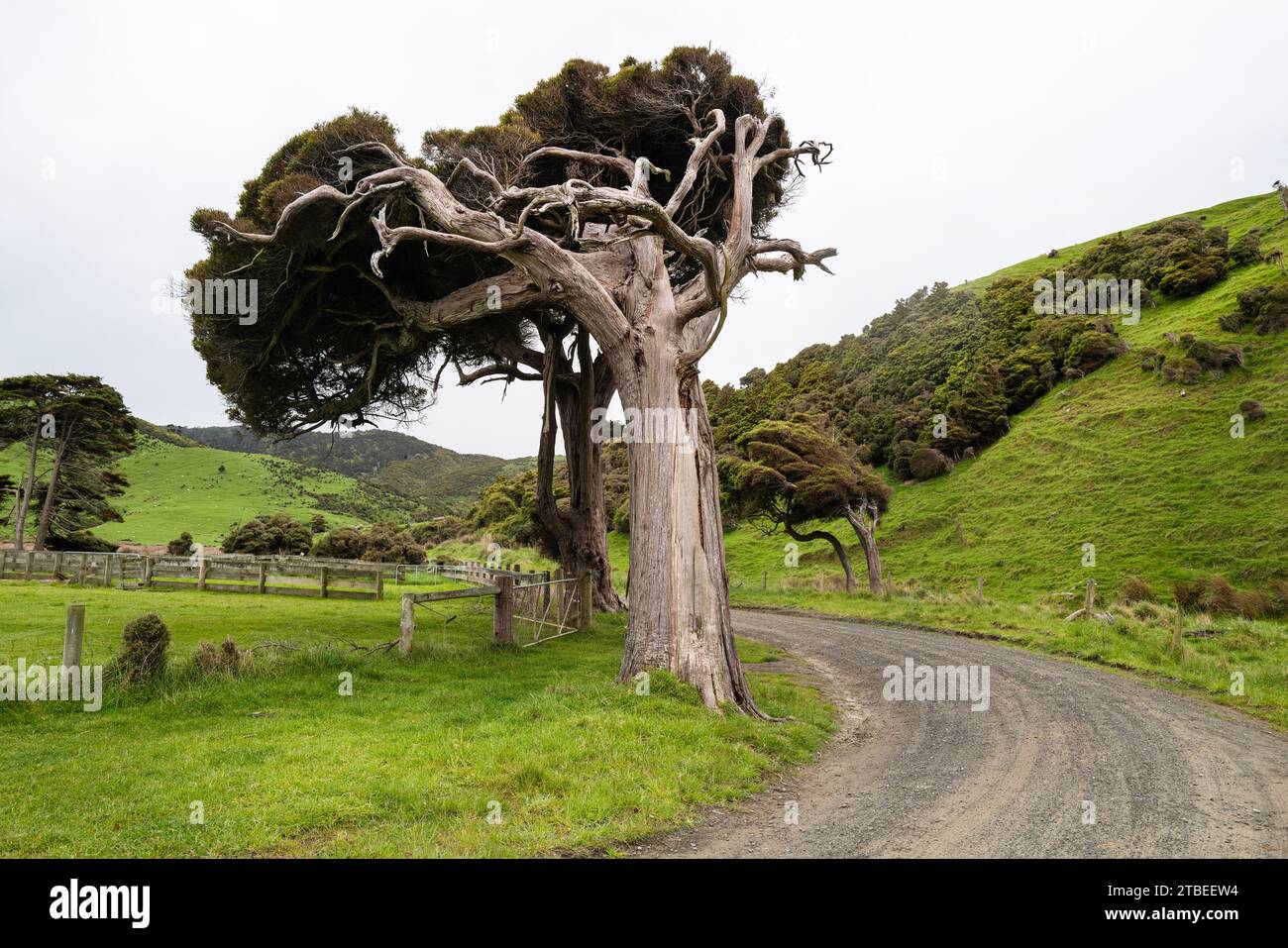 Road trip around the South Island of New Zealand. pictured at Another beautiful beach in the ...