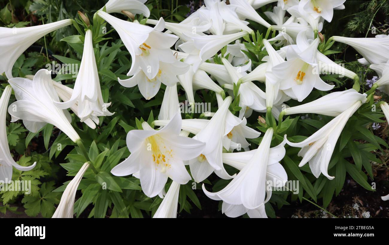 A Cluster of Easter Lilies Stock Photo - Alamy