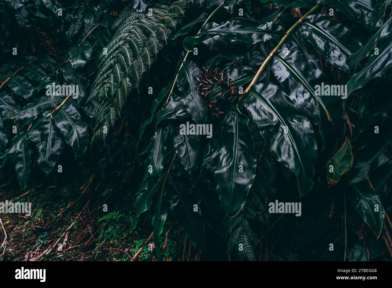 Lush and captivating: A dark green plant showcases a stunning pattern ...