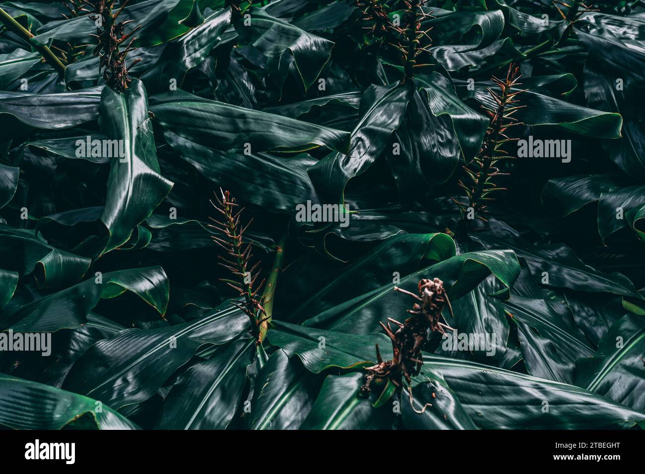 Lush and captivating: A dark green plant showcases a stunning pattern ...