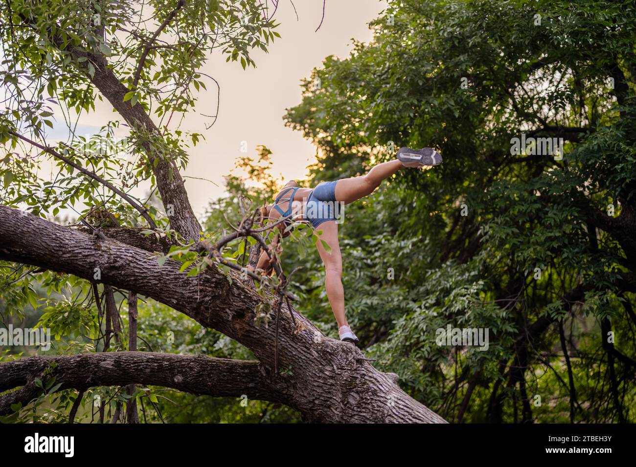 An attractive girl with a fit body shape exercises and stretches ...