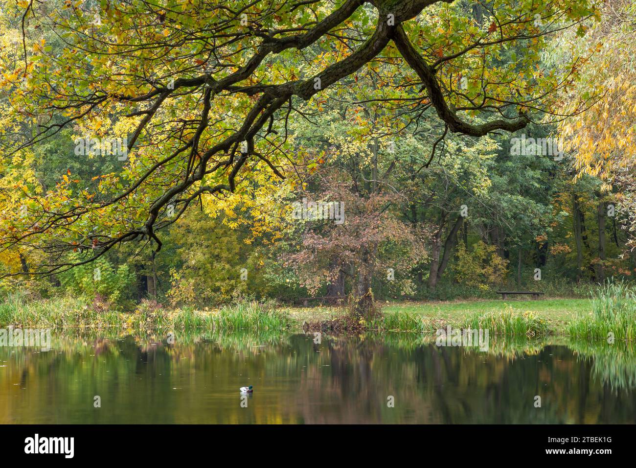 colorful trees around the lake, autumn trees near the water Stock Photo ...