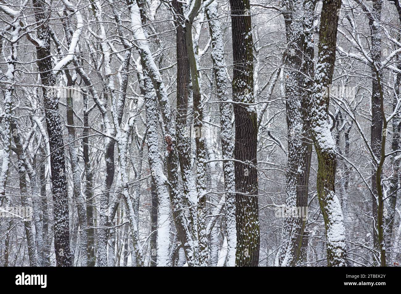 snowy forest, background of snowy trees, snowy trees Stock Photo - Alamy