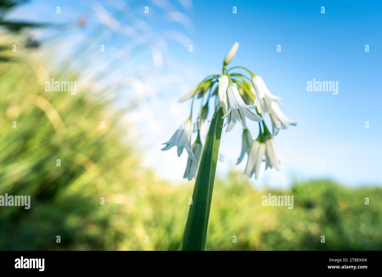 Nature in bloom: A charming flowering plant stands out against the blue ...