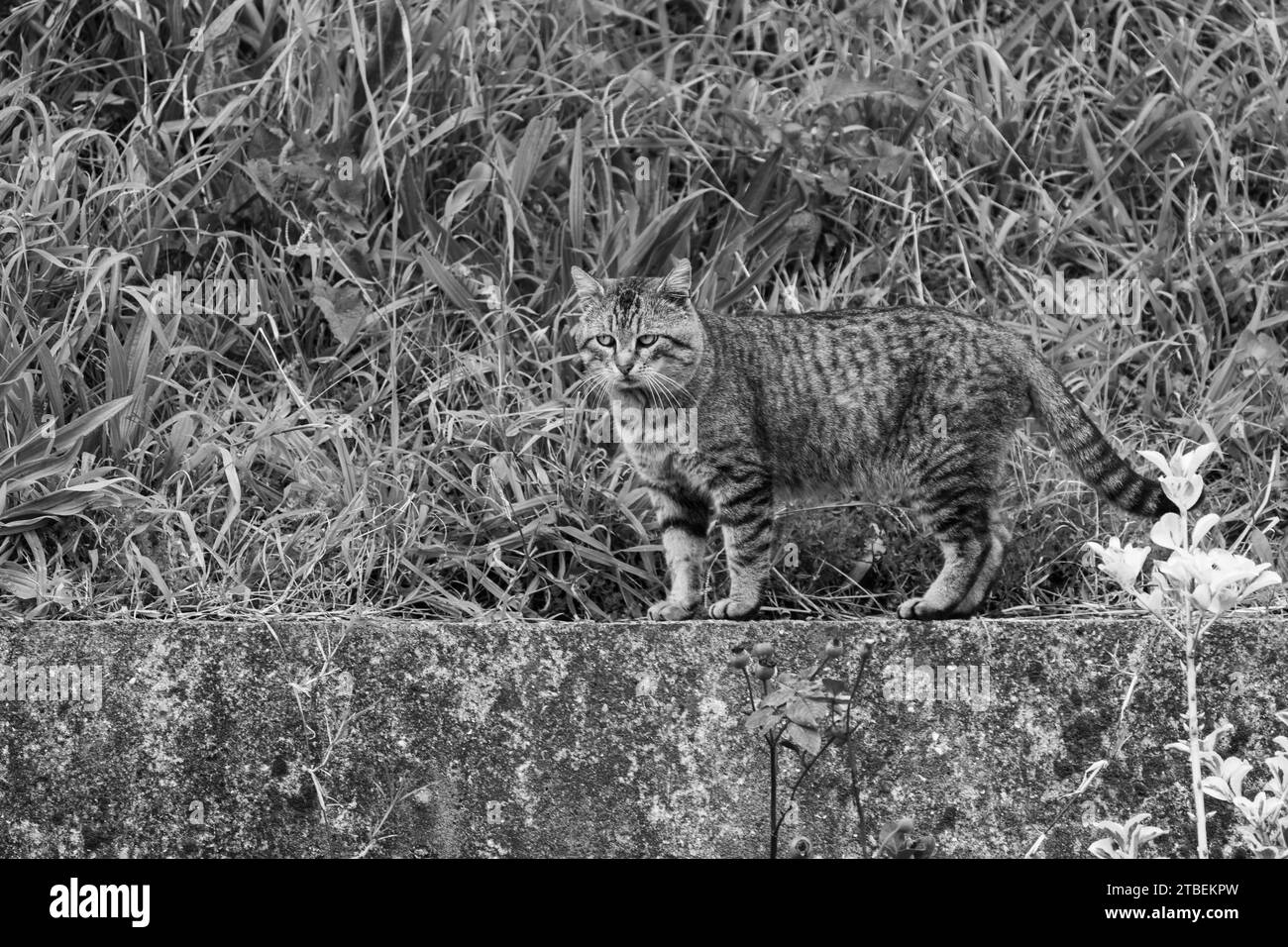 Black and white portrait of a cat, showcasing its unique and timeless ...
