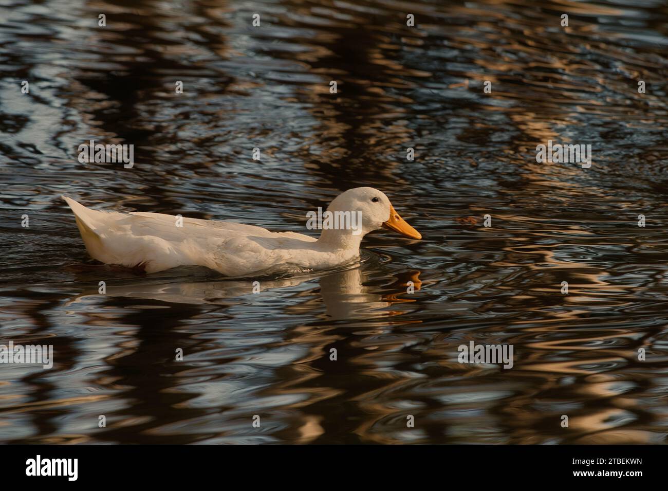 The light reflecting off the ripples on the surface of the lake make some intriguing patterns as ...